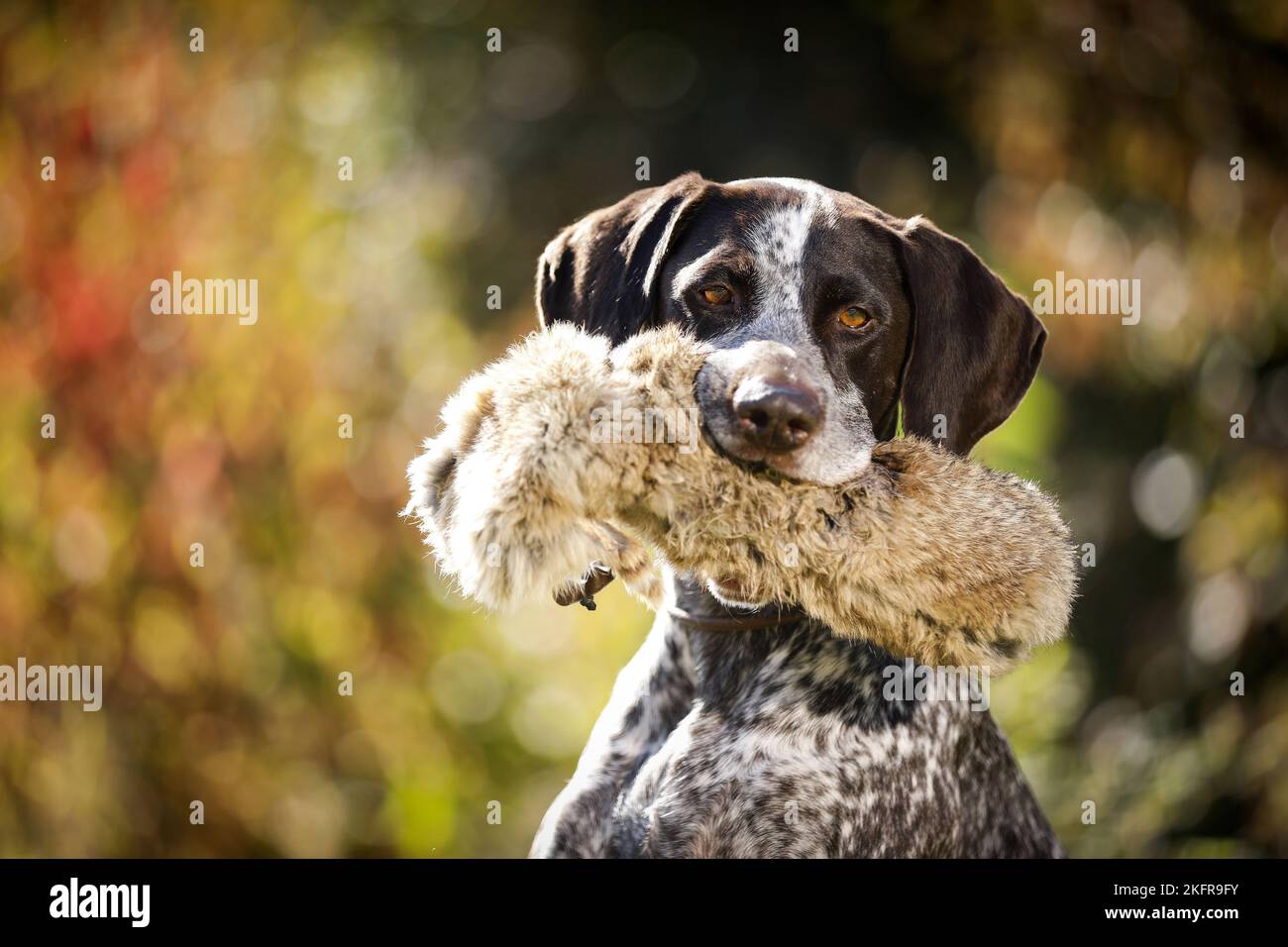Large dummy hi-res stock photography and images - Alamy