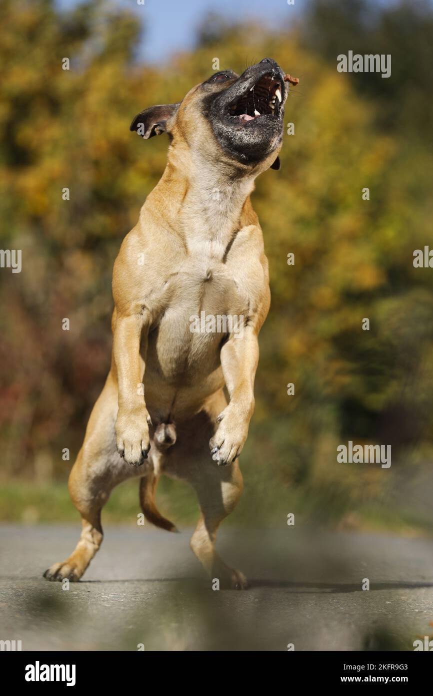 jumping Staffordshire Bull Terrier Stock Photo - Alamy