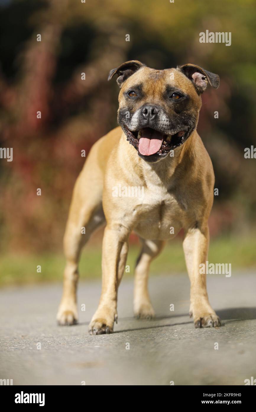 standing Staffordshire Bull Terrier Stock Photo - Alamy