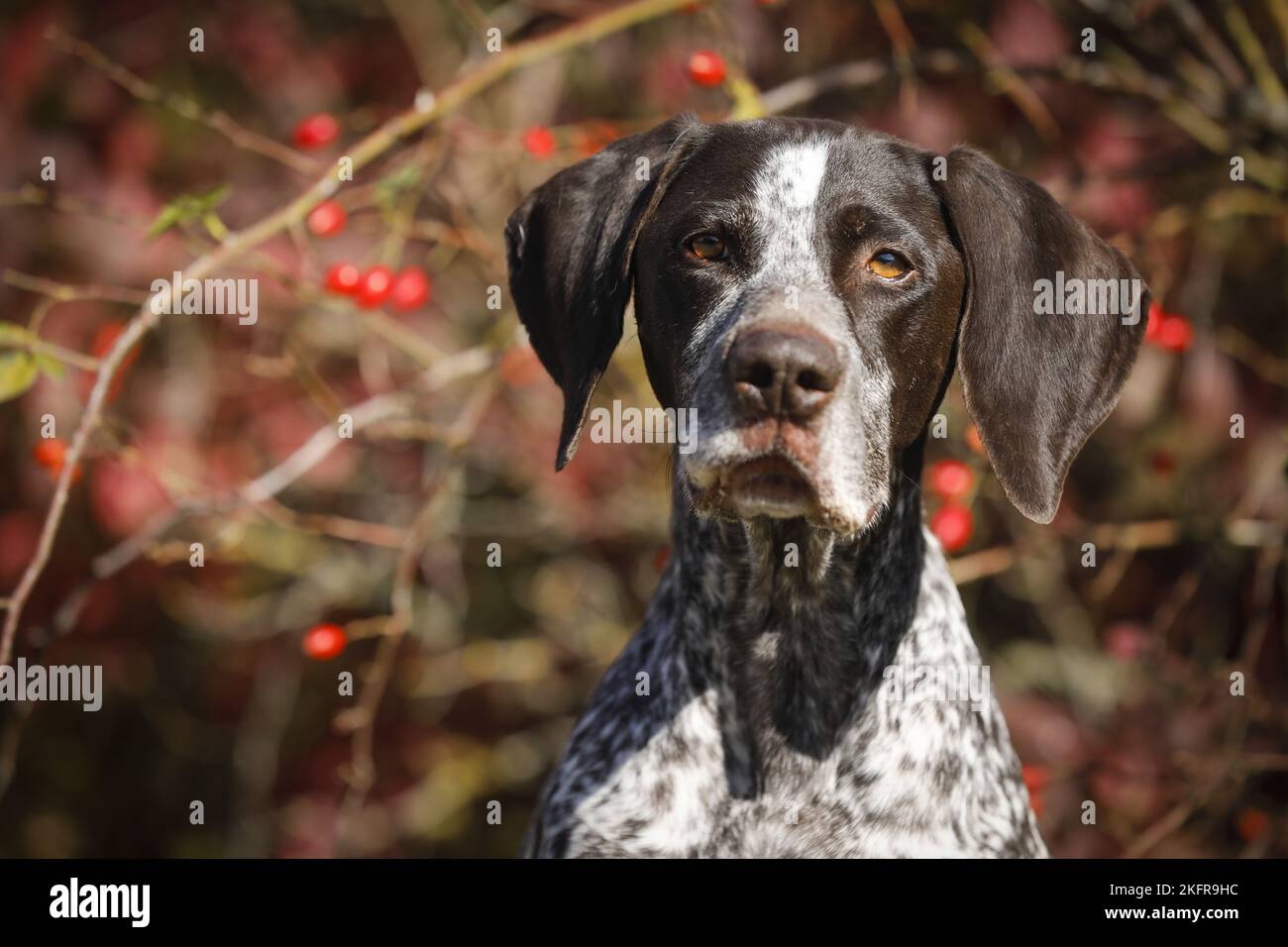German shorthaired Pointer Portrait Stock Photo - Alamy