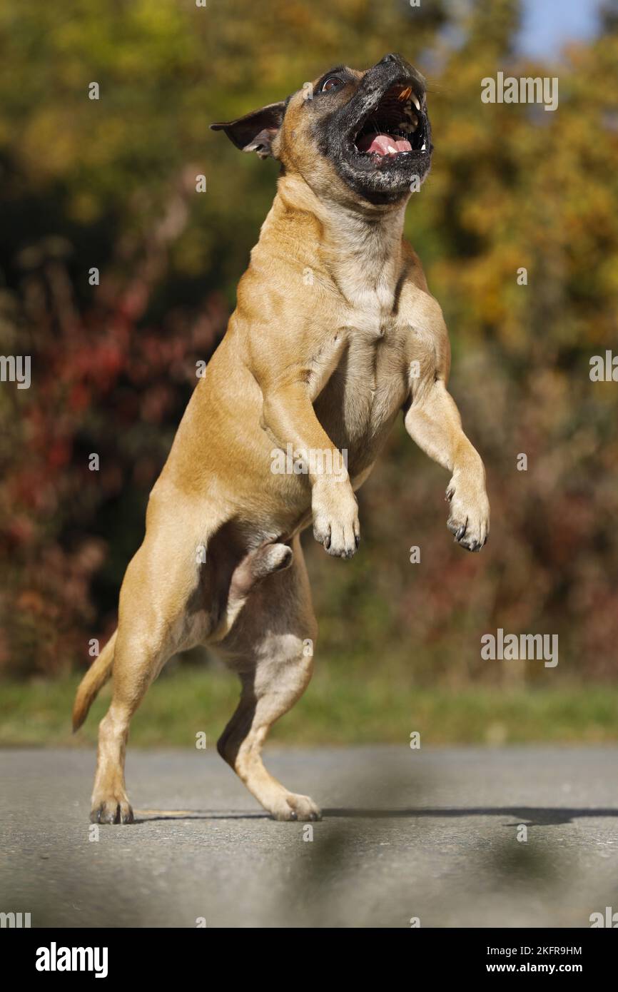 jumping Staffordshire Bull Terrier Stock Photo - Alamy