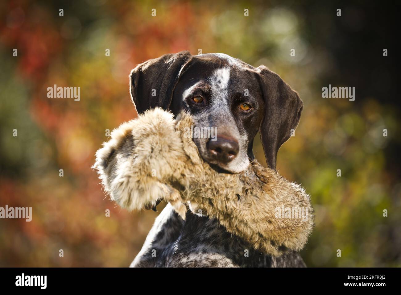 German shorthaired Pointer with dummy Stock Photo - Alamy