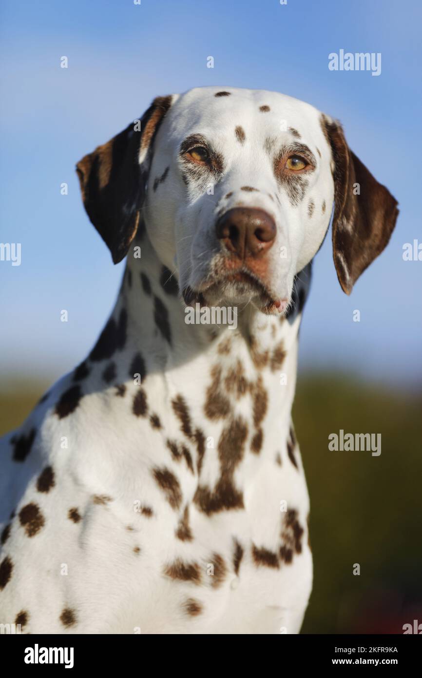 Dalmatian canis lupus familiaris two hi-res stock photography and ...
