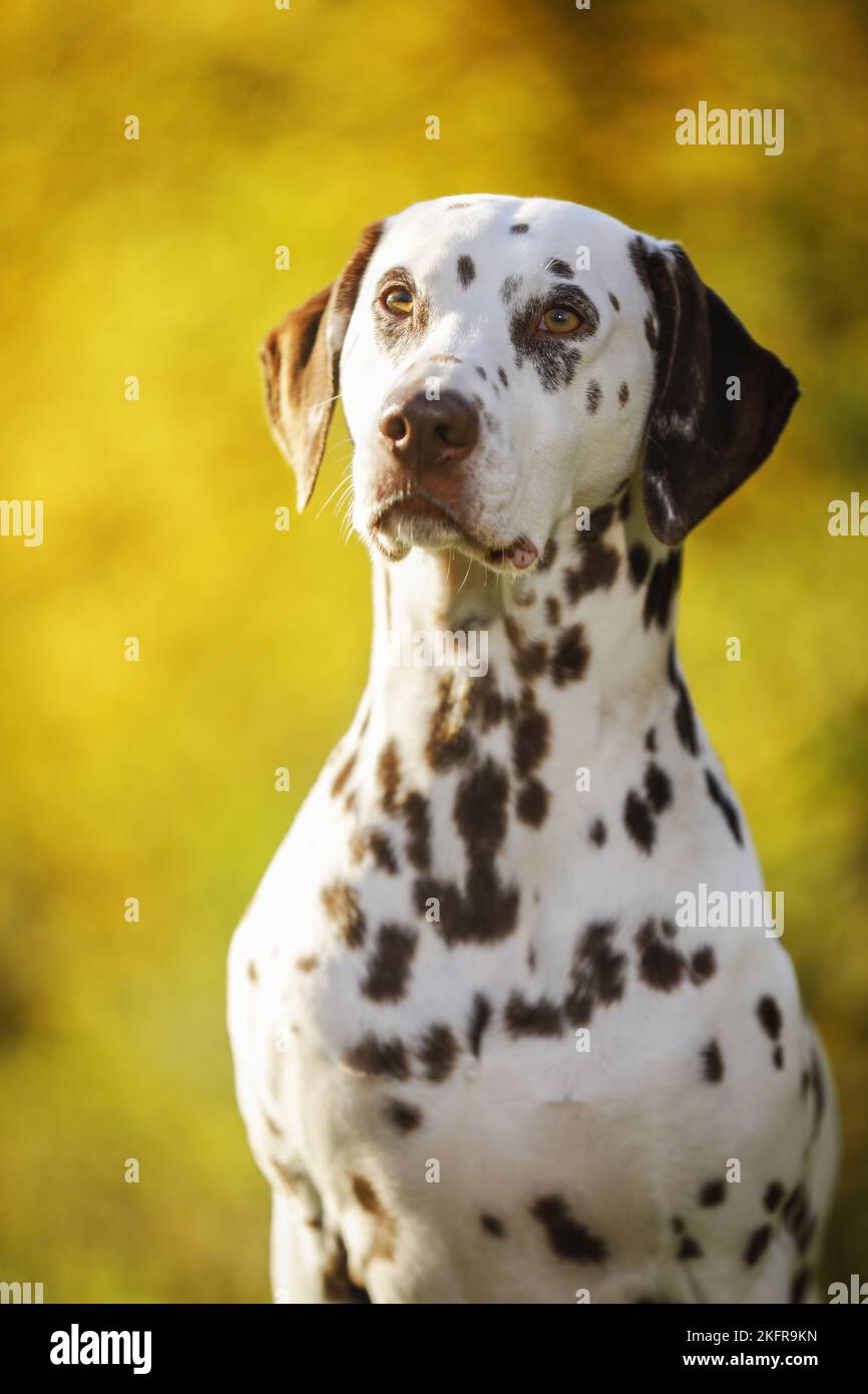Dalmatian canis lupus familiaris two hi-res stock photography and ...