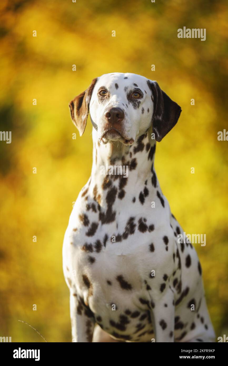 Dalmatian canis lupus familiaris two hi-res stock photography and ...