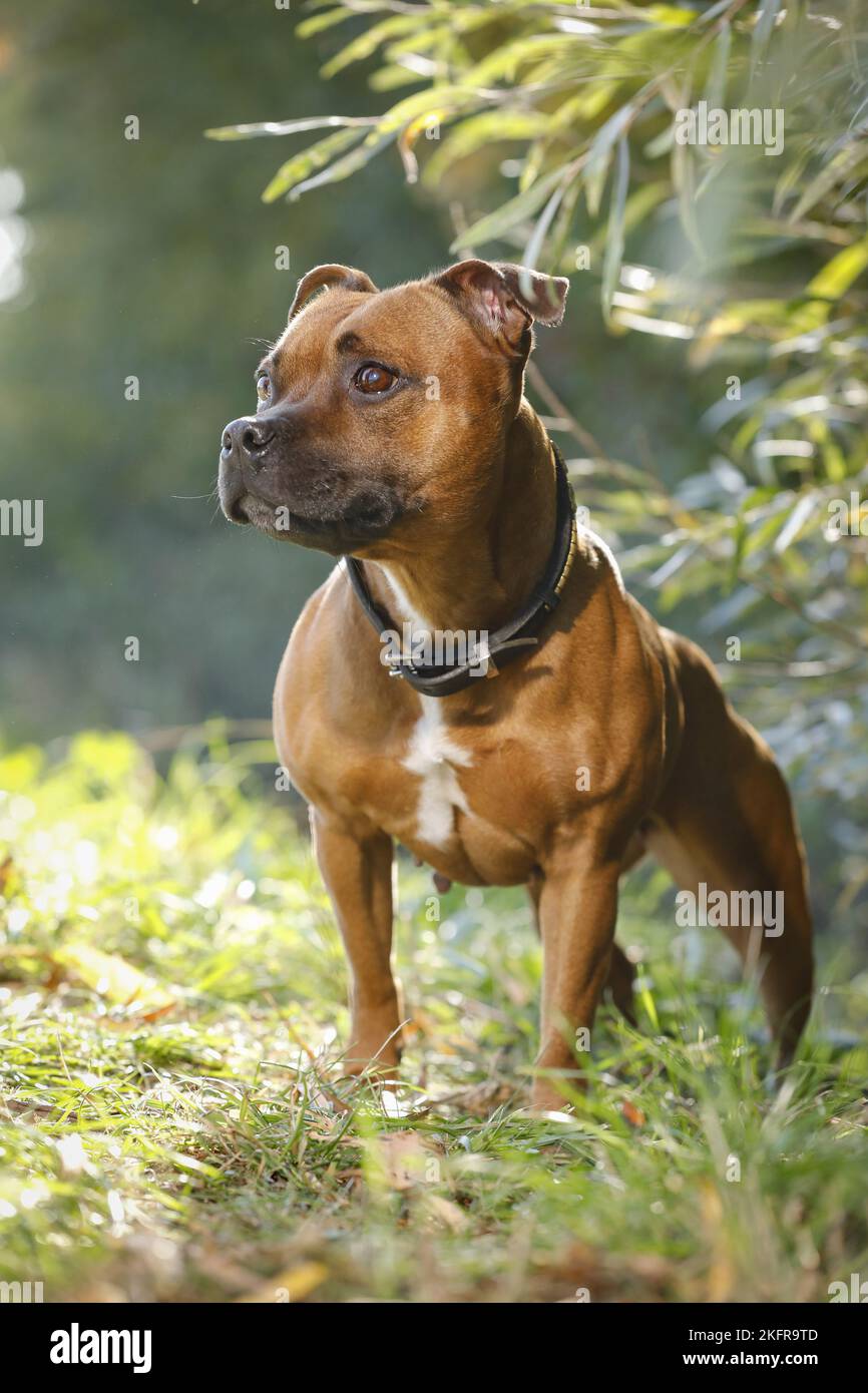 standing Staffordshire Bull Terrier Stock Photo - Alamy