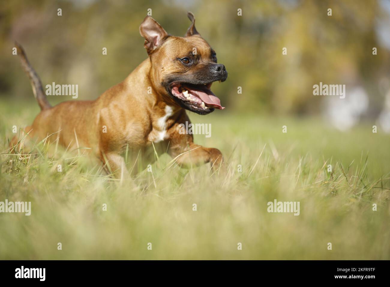 running Staffordshire Bull Terrier Stock Photo - Alamy