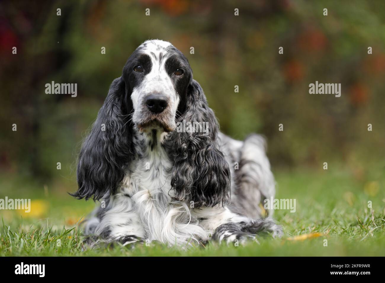 lying English Cocker Spaniel Stock Photo - Alamy