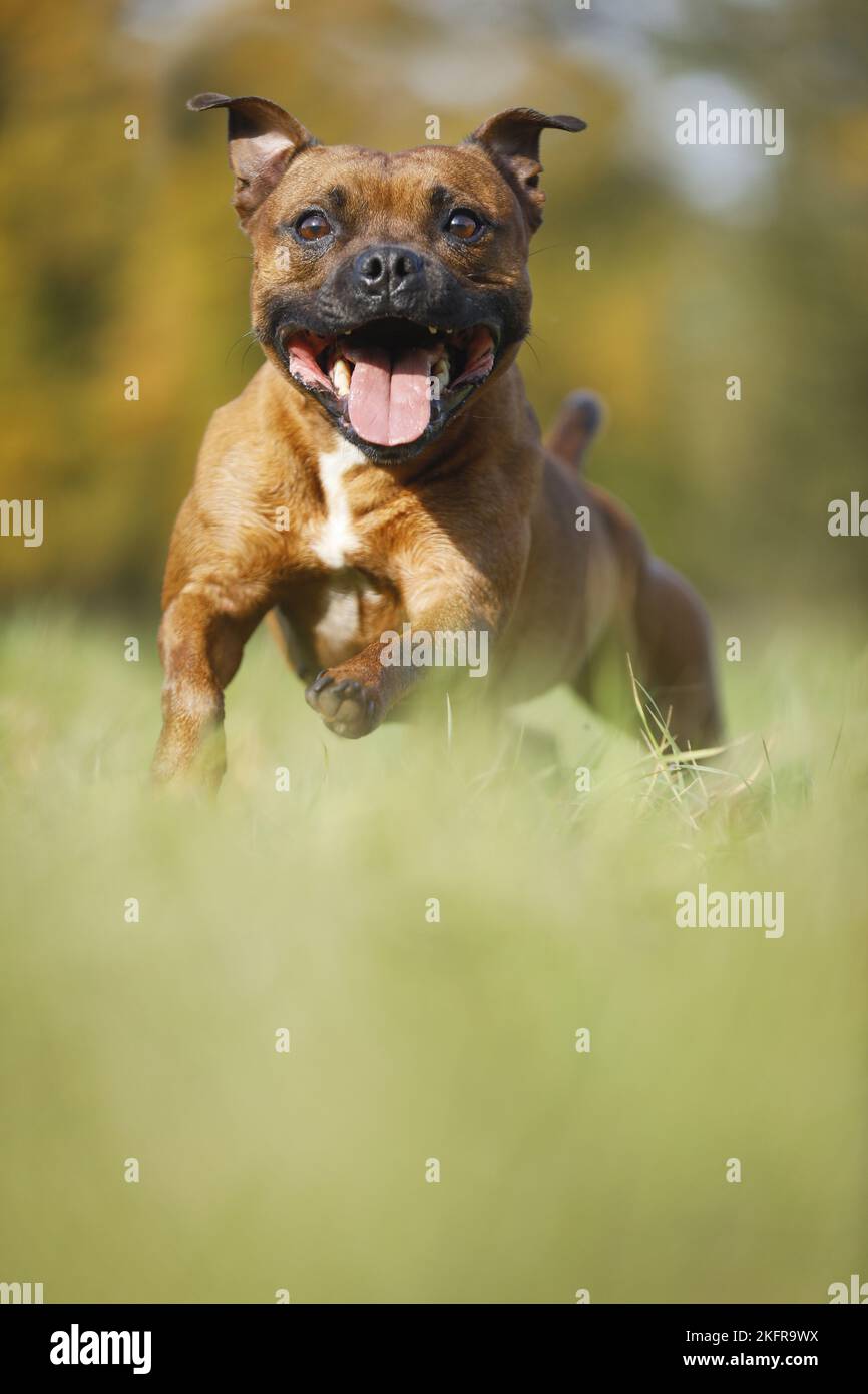 running Staffordshire Bull Terrier Stock Photo - Alamy