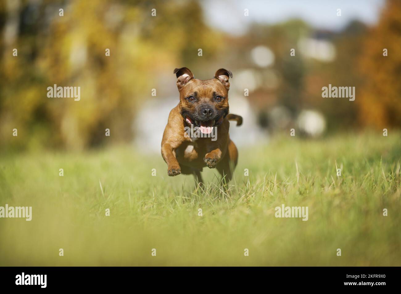 running Staffordshire Bull Terrier Stock Photo - Alamy