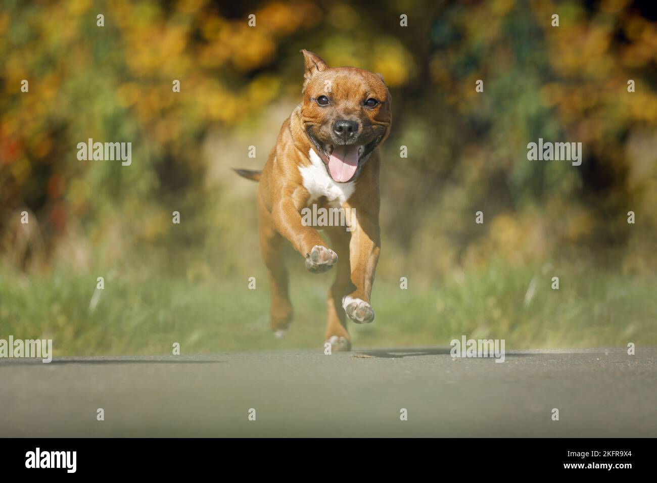 young Staffordshire Bull Terrier Stock Photo - Alamy