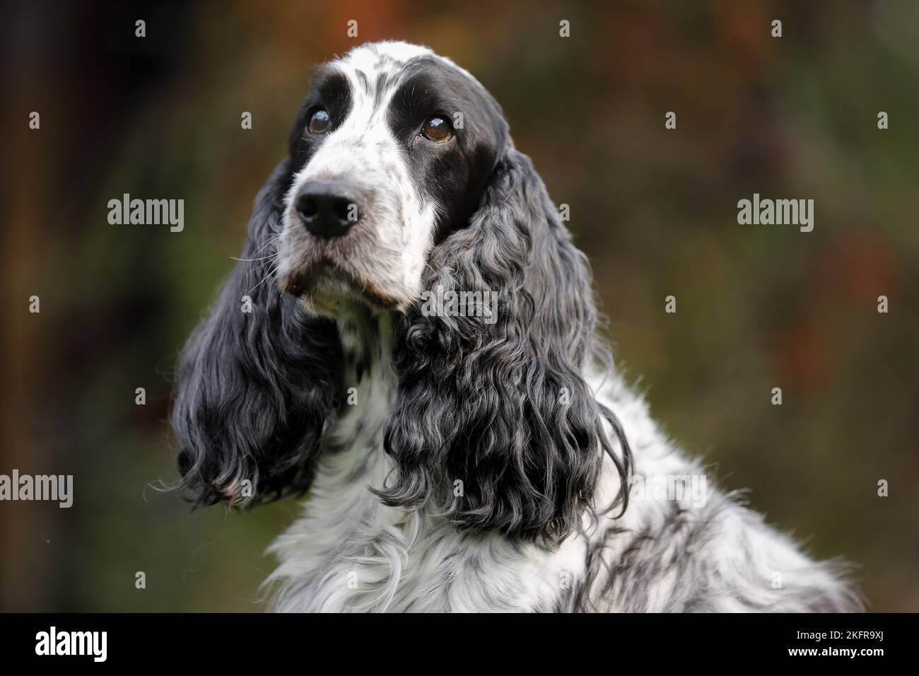 English Cocker Spaniel Portrait Stock Photo - Alamy