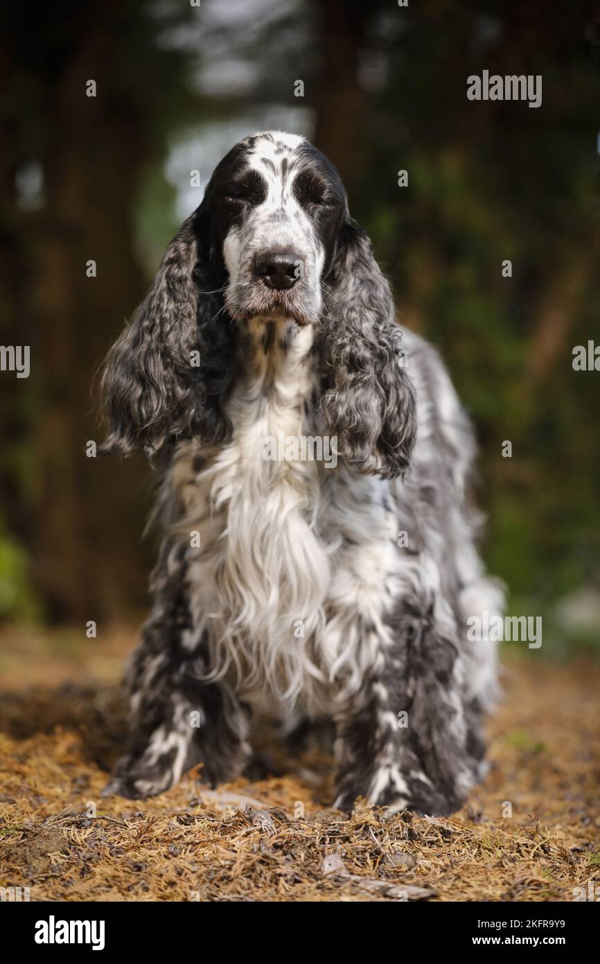 standing English Cocker Spaniel Stock Photo - Alamy
