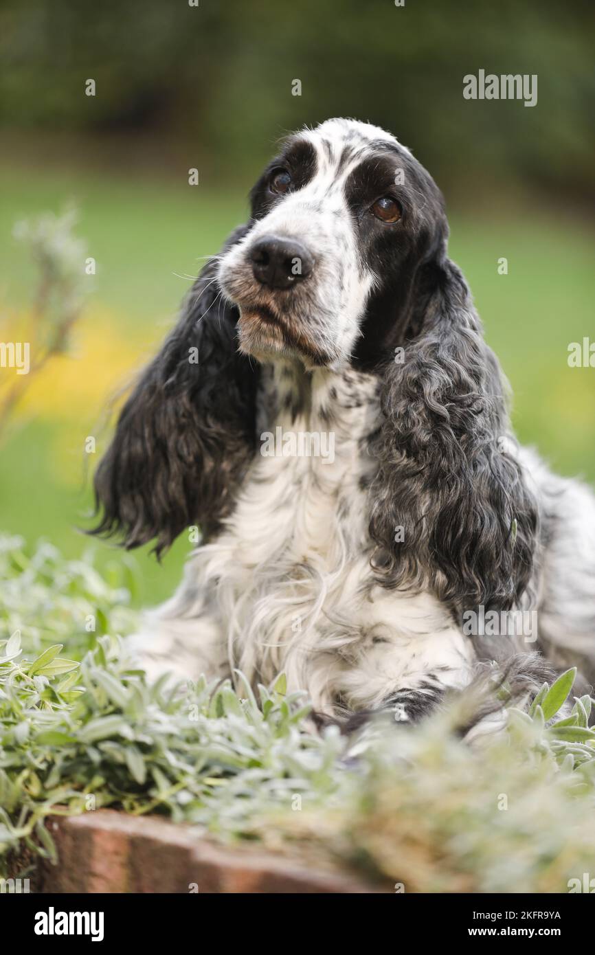 lying English Cocker Spaniel Stock Photo - Alamy