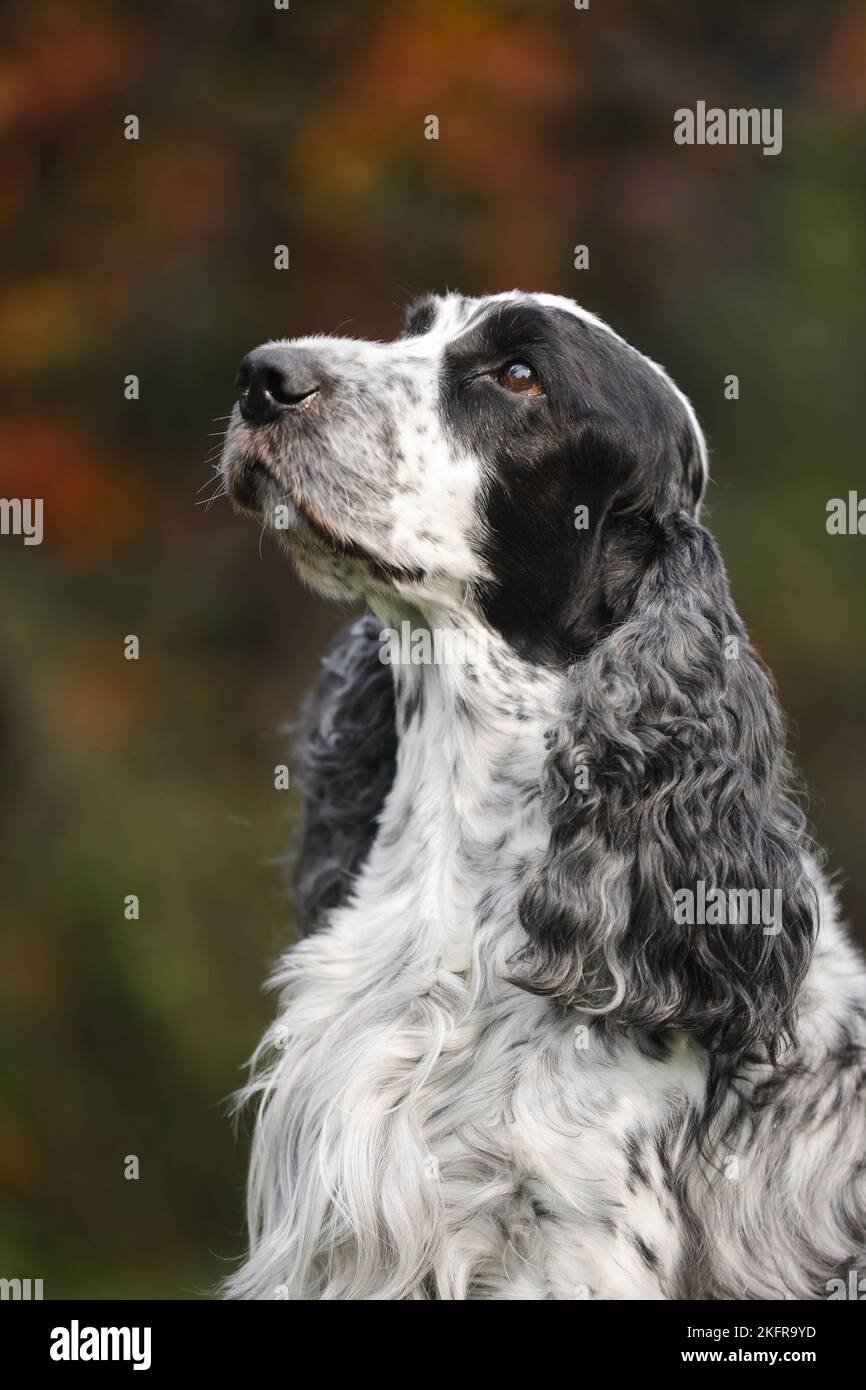 English Cocker Spaniel Portrait Stock Photo - Alamy