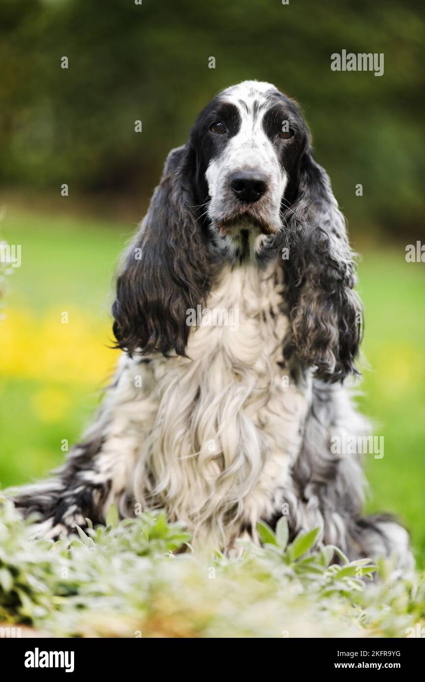 sitting English Cocker Spaniel Stock Photo - Alamy