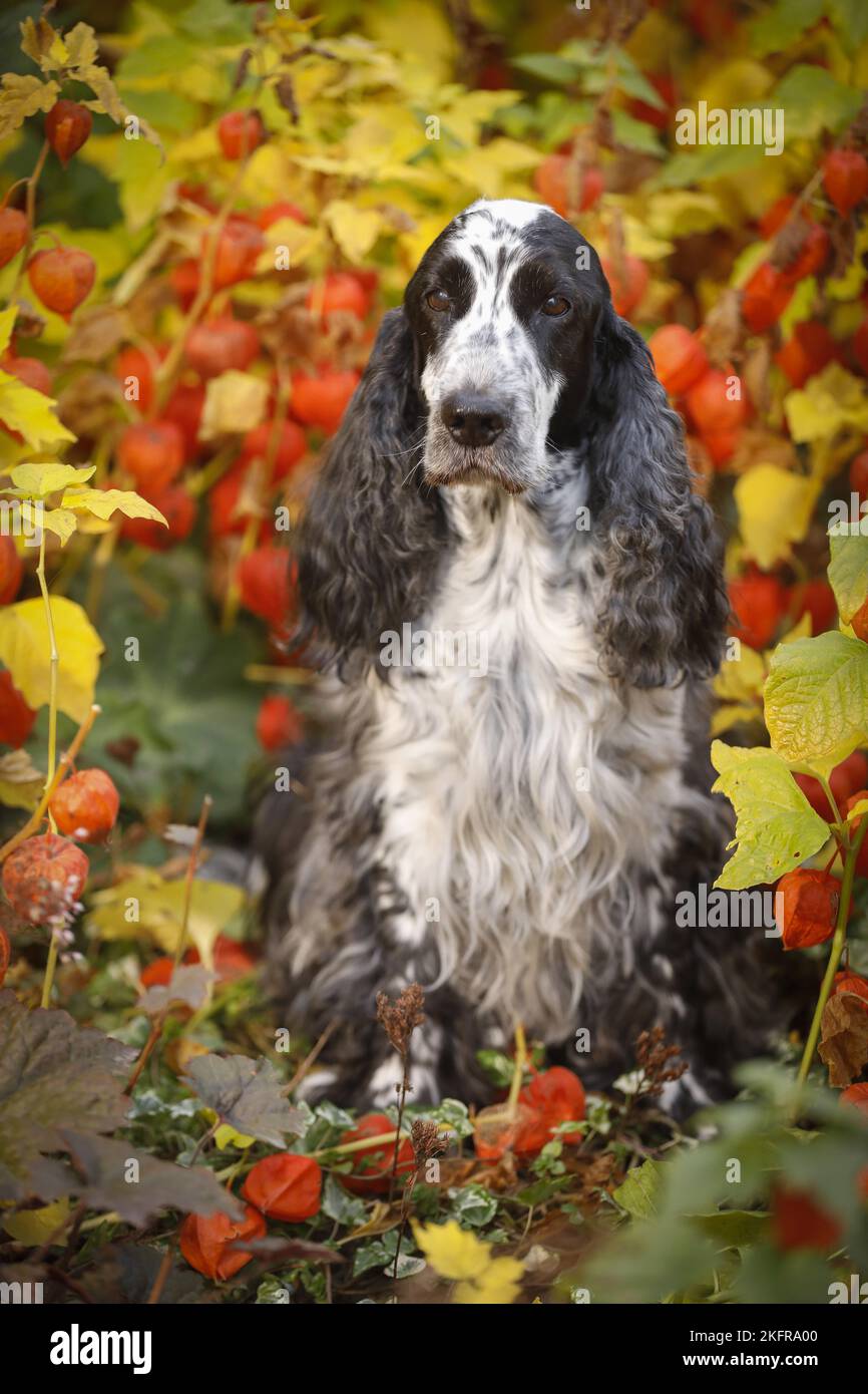 sitting English Cocker Spaniel Stock Photo - Alamy