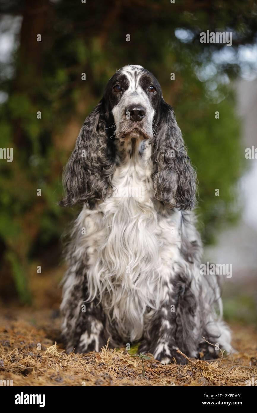 sitting English Cocker Spaniel Stock Photo - Alamy
