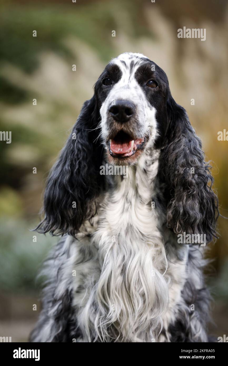 English Cocker Spaniel Portrait Stock Photo - Alamy