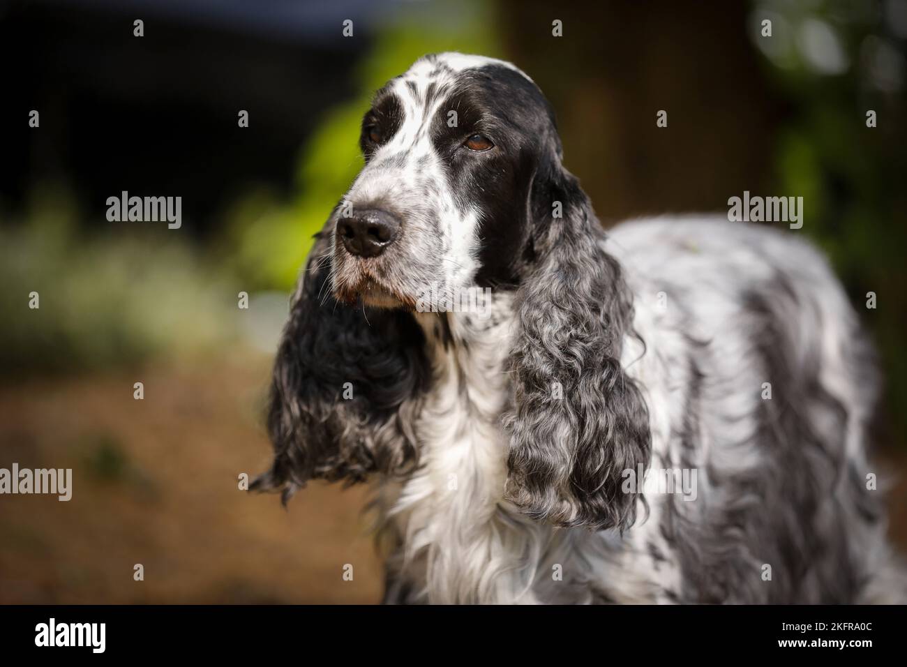 English Cocker Spaniel Portrait Stock Photo - Alamy