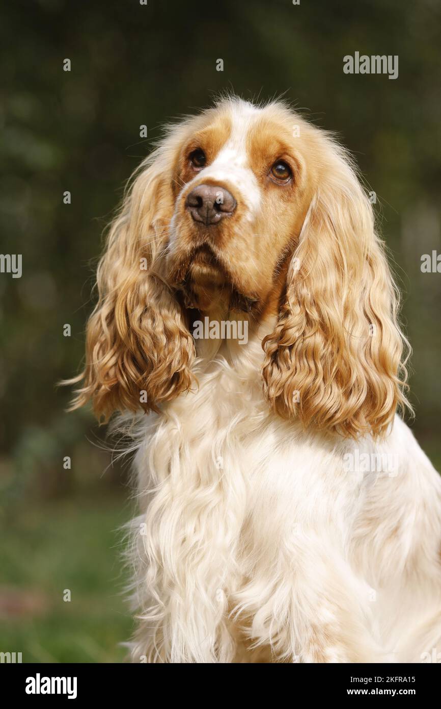 English Cocker Spaniel Portrait Stock Photo - Alamy
