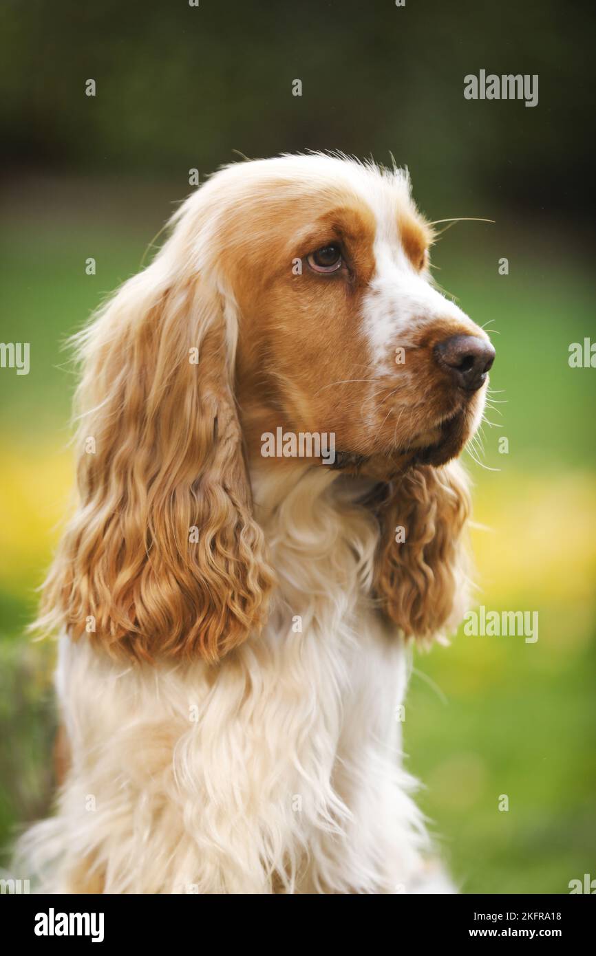 English Cocker Spaniel Portrait Stock Photo - Alamy