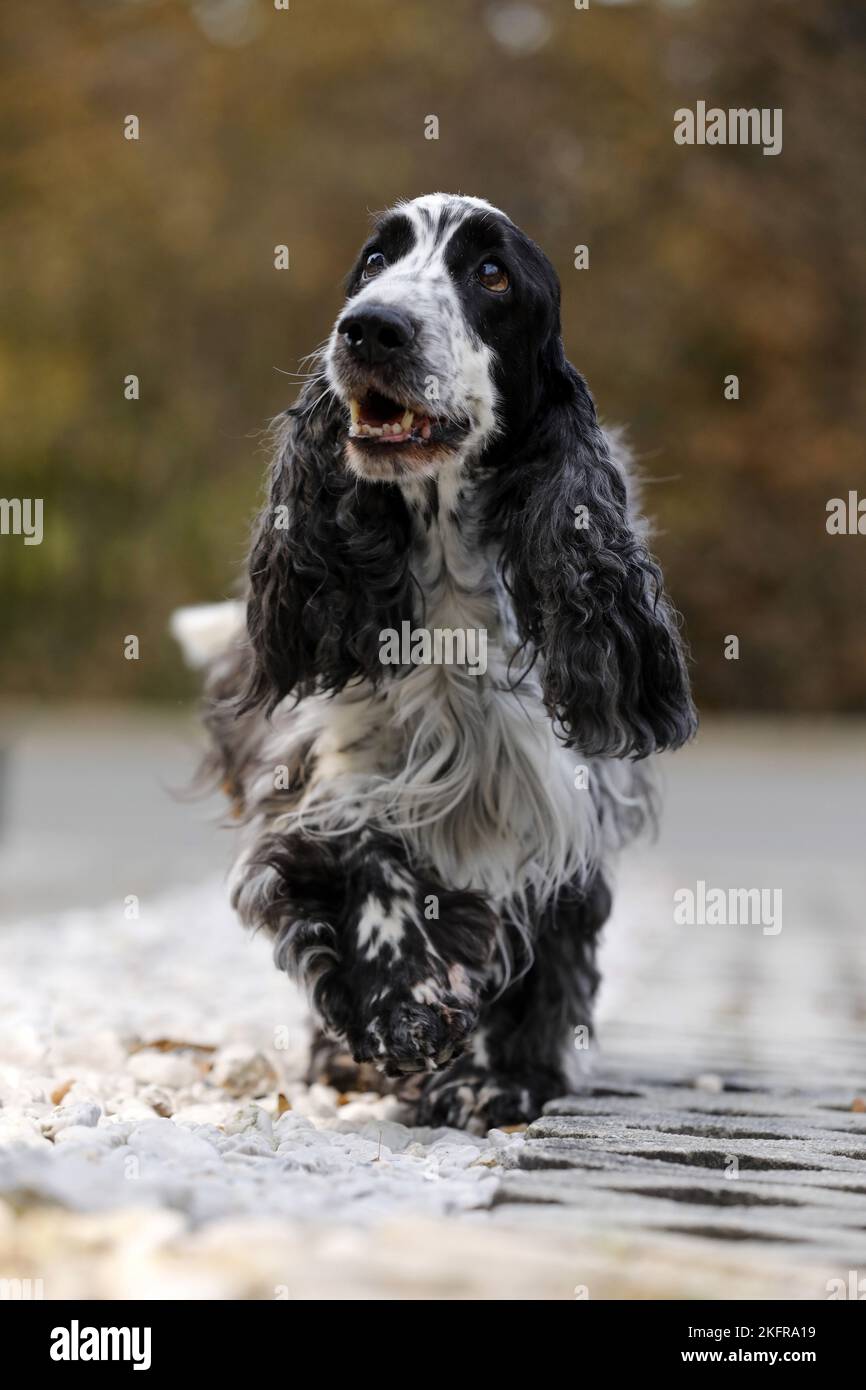walking English Cocker Spaniel Stock Photo - Alamy