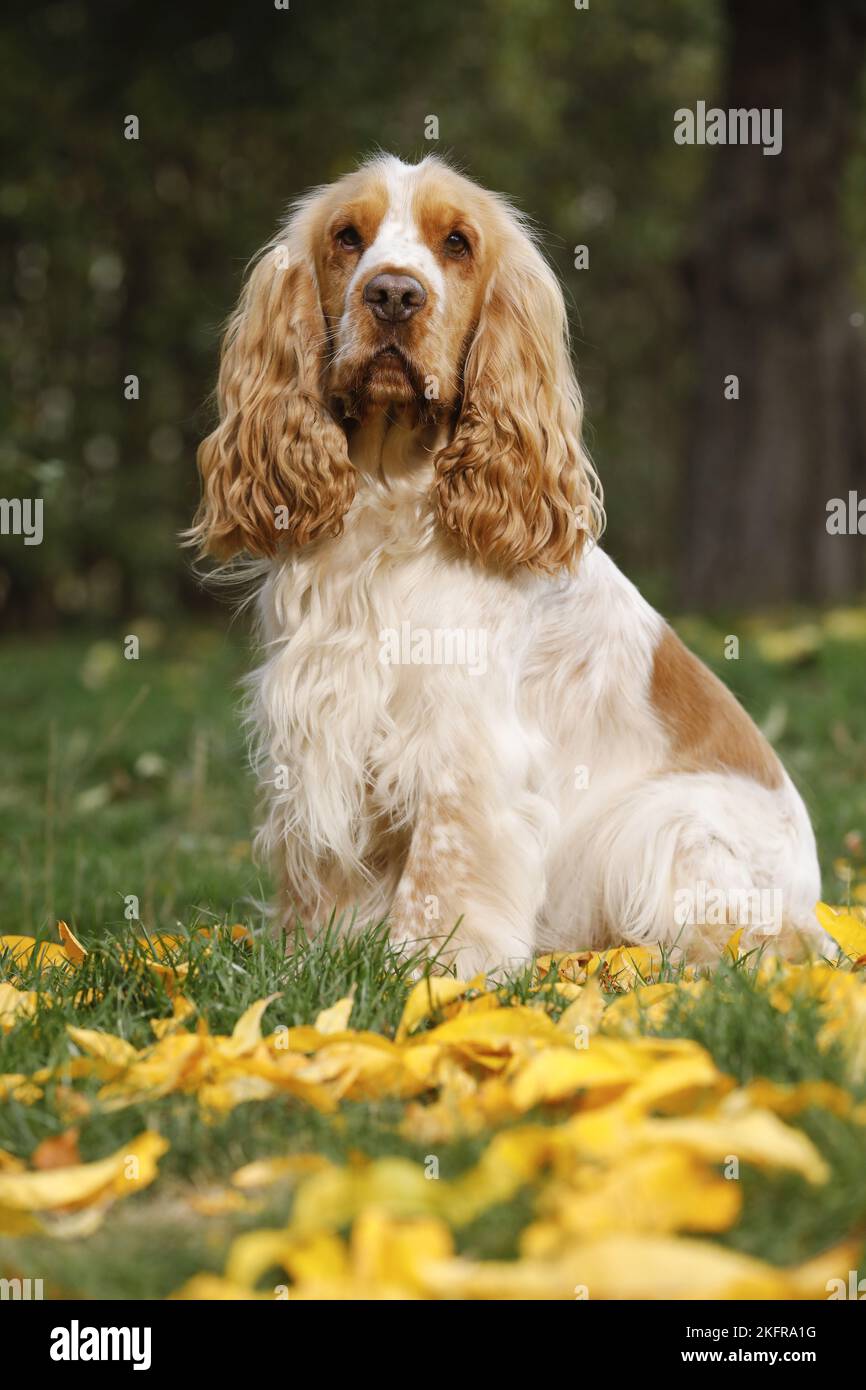 sitting English Cocker Spaniel Stock Photo - Alamy