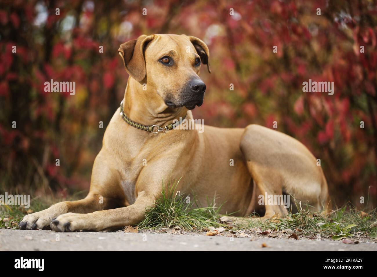 lying Rhodesian Ridgeback Stock Photo - Alamy