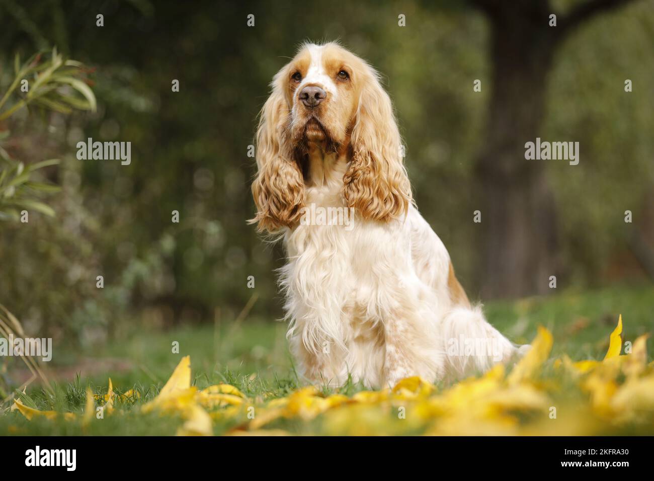 sitting English Cocker Spaniel Stock Photo - Alamy