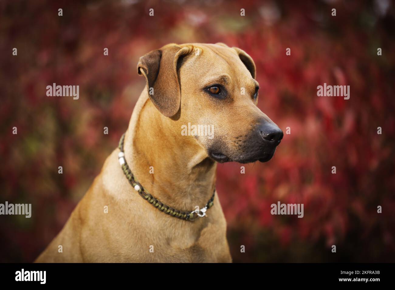 Rhodesian Ridgeback Portrait Stock Photo - Alamy