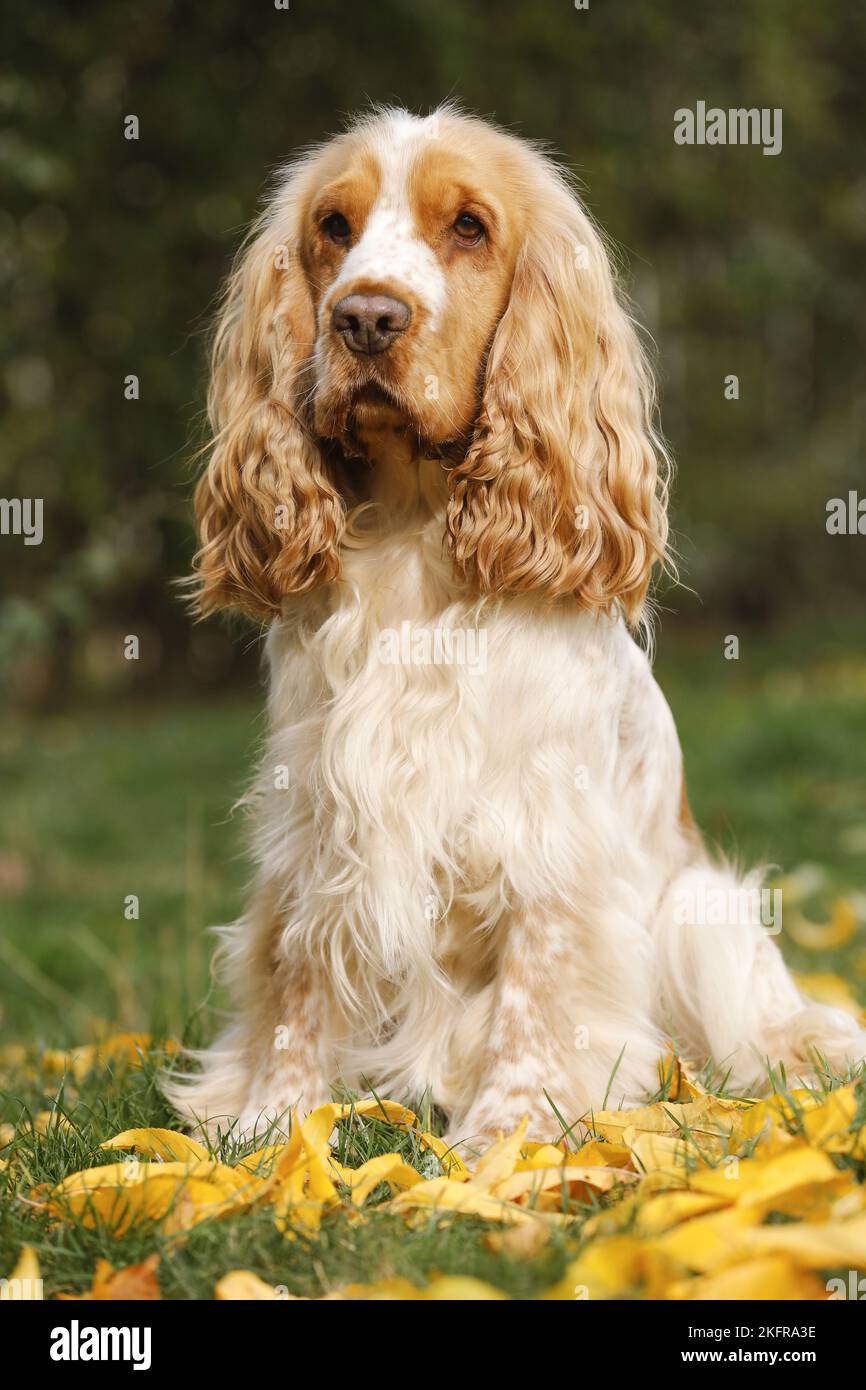 sitting English Cocker Spaniel Stock Photo - Alamy