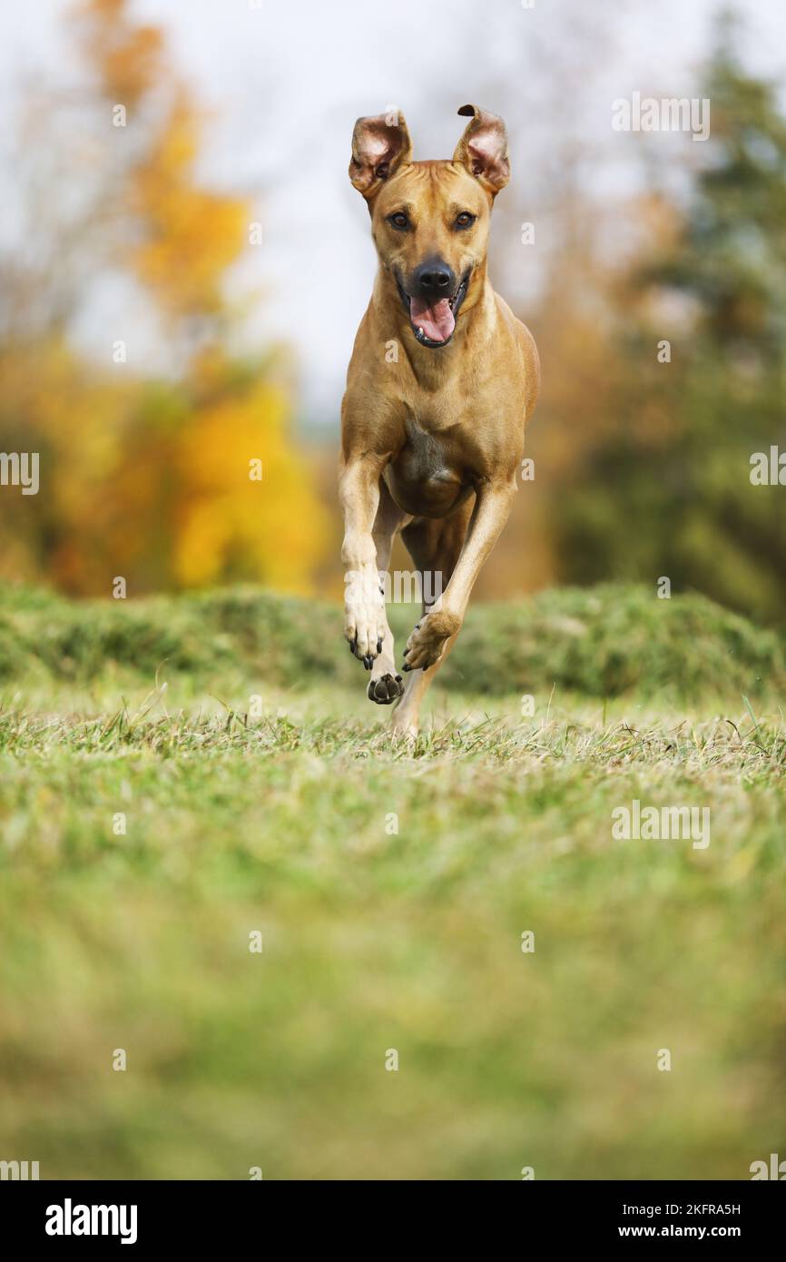 running Rhodesian Ridgeback Stock Photo - Alamy