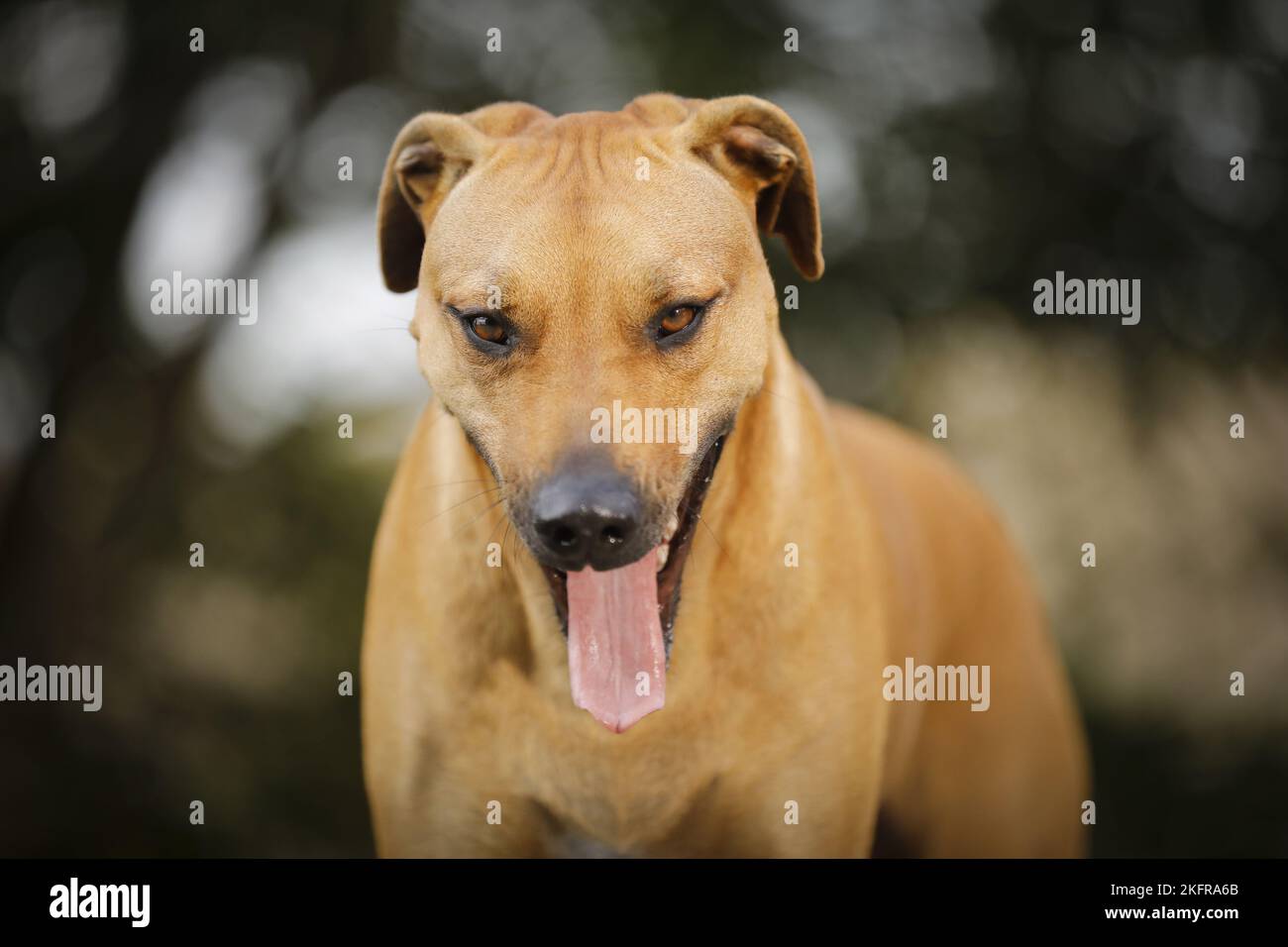 Rhodesian Ridgeback Portrait Stock Photo - Alamy