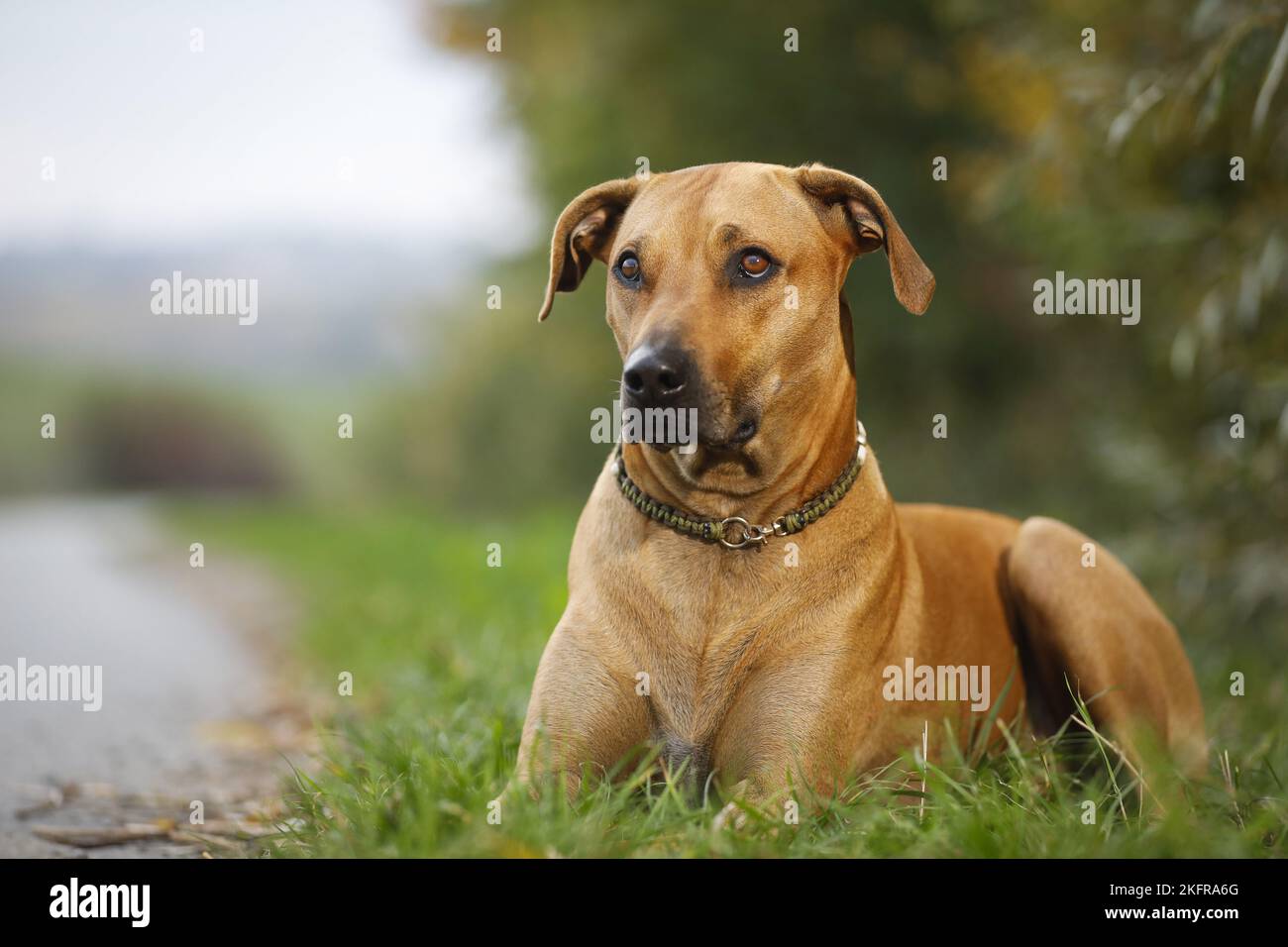 lying Rhodesian Ridgeback Stock Photo - Alamy