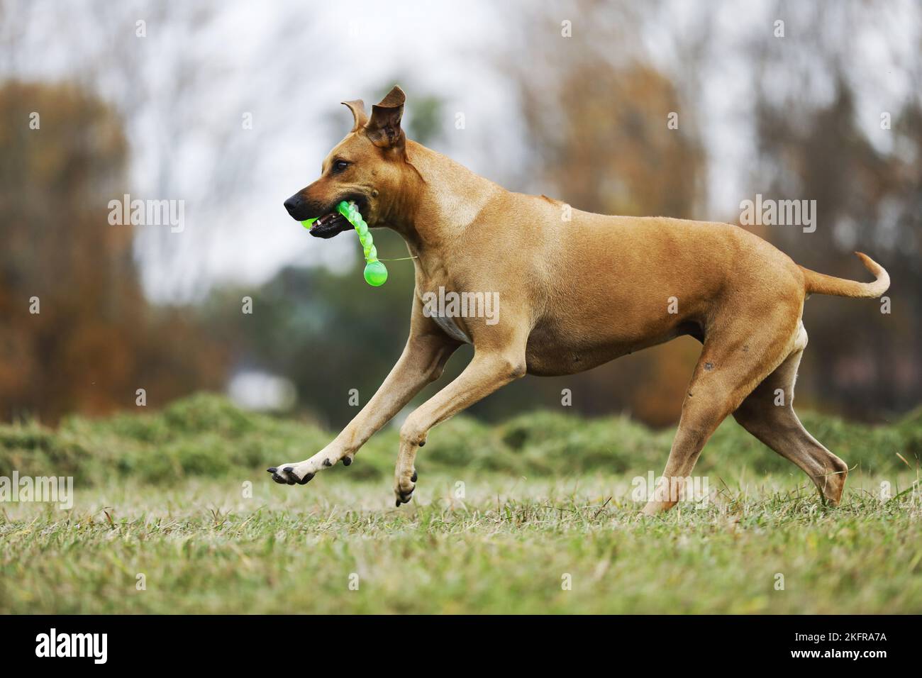 playing Rhodesian Ridgeback Stock Photo - Alamy