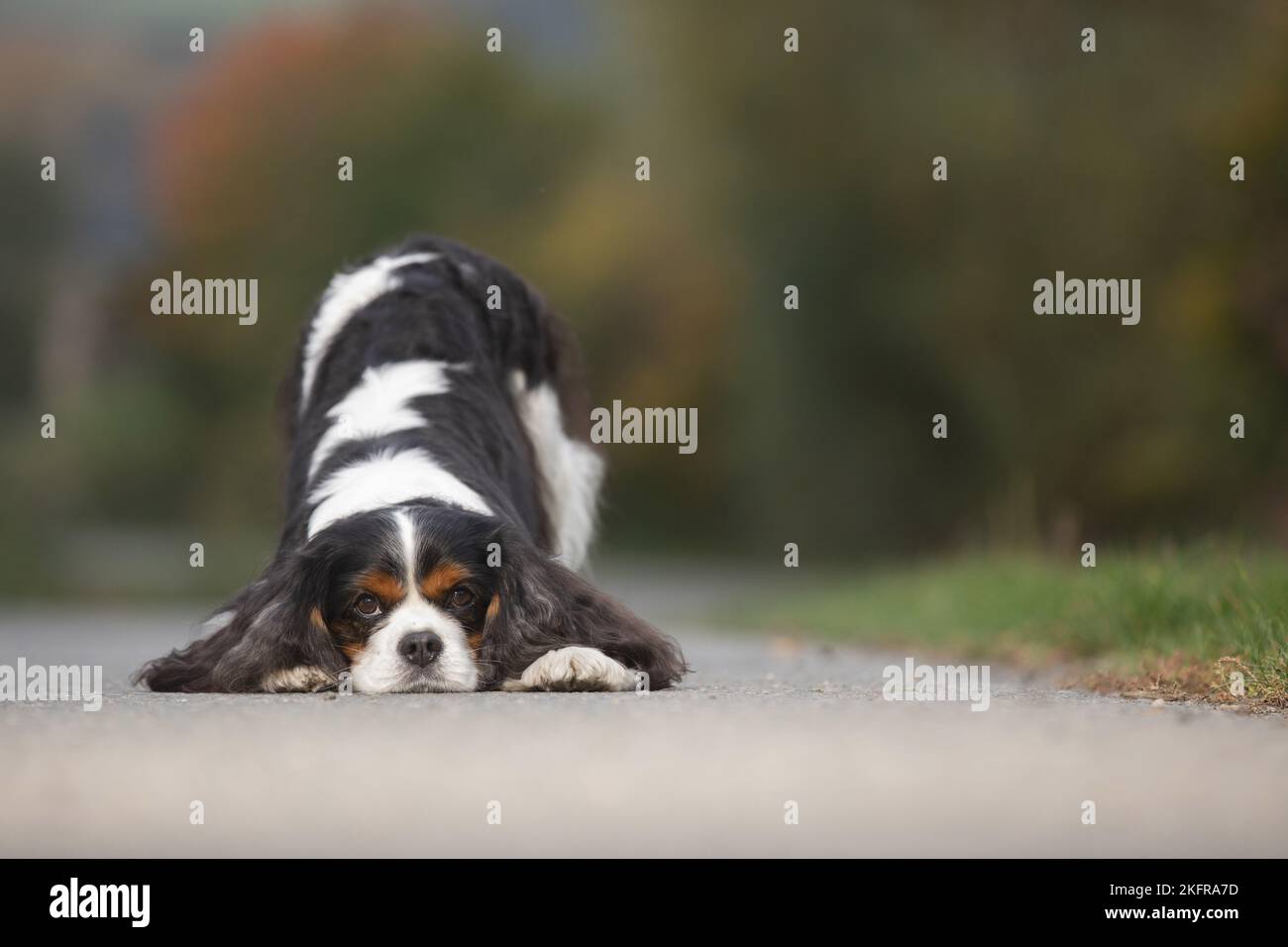 Cavalier King Charles Spaniel shows trick Stock Photo - Alamy