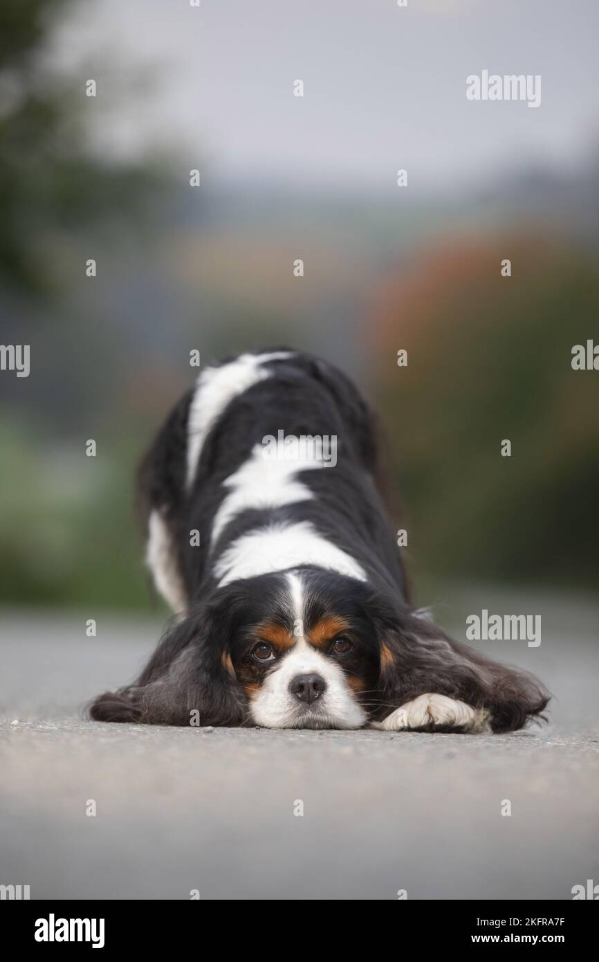 Cavalier King Charles Spaniel shows trick Stock Photo - Alamy