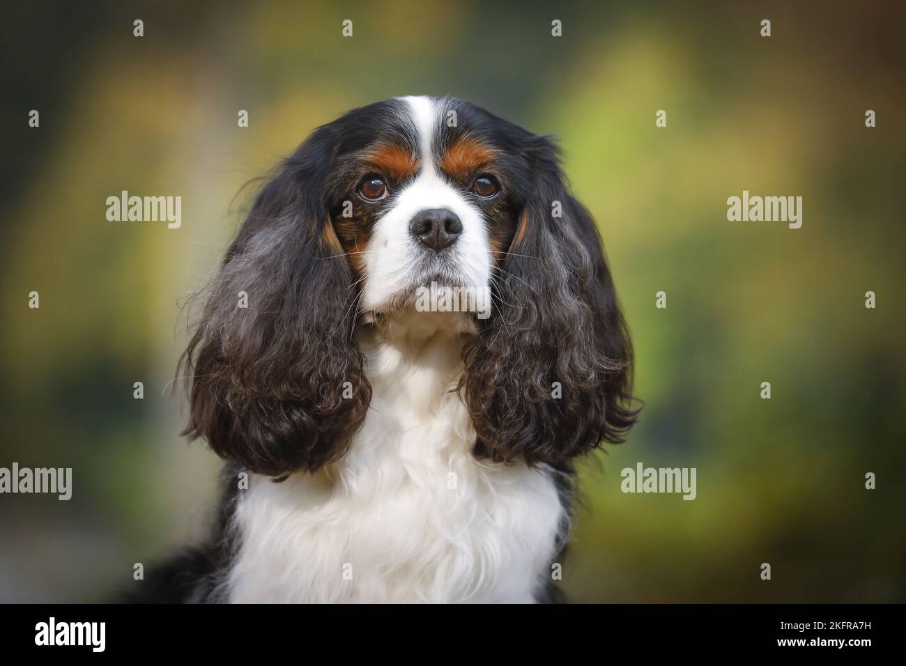 Cavalier King Charles Spaniel Portrait Stock Photo - Alamy
