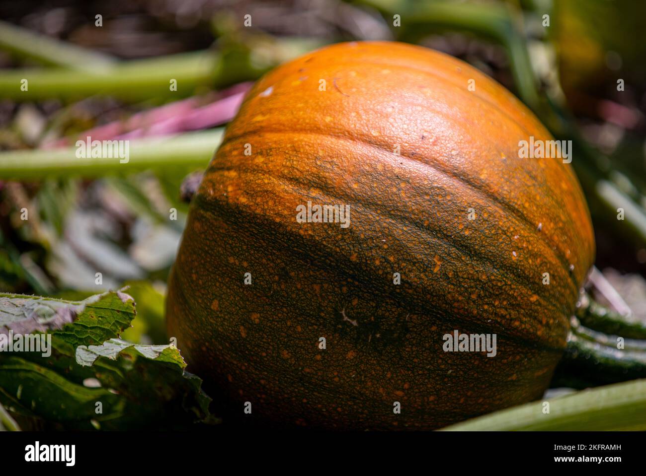 An autumn gold pumpkin lays on the ground at Britt’s Garden Acres in ...