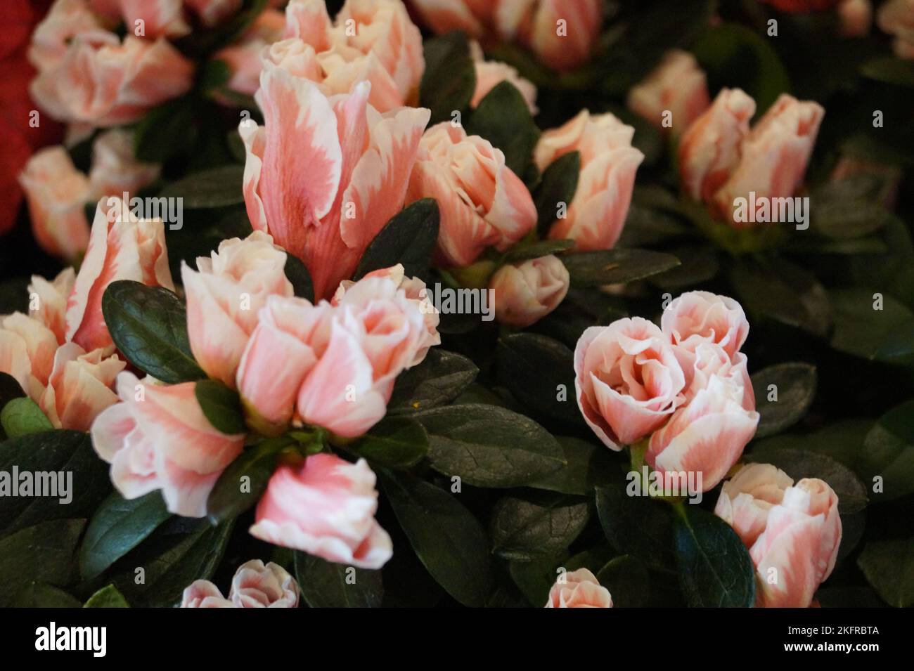 Spring fairy flowers hi-res stock photography and images - Alamy