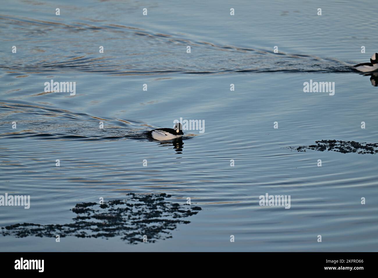 Calgary duck hi-res stock photography and images - Alamy