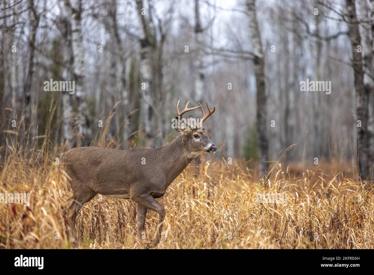 White-tailed buck during the peak of the rut in northern Wisconsin ...