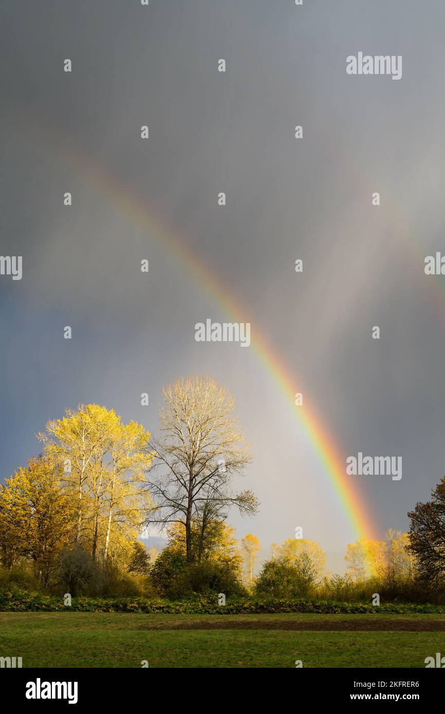 Rainbow passing through rain over yellow fall trees in a countryside ...
