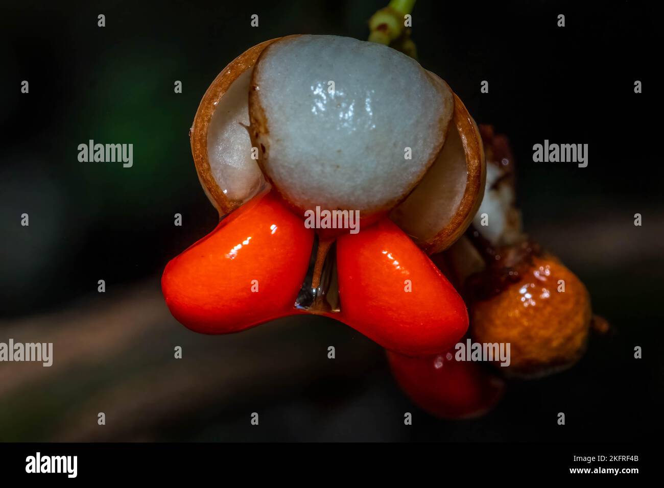 Fortune's Spindle (Euonymus fortunei). Beautiful berries, but a highly ...