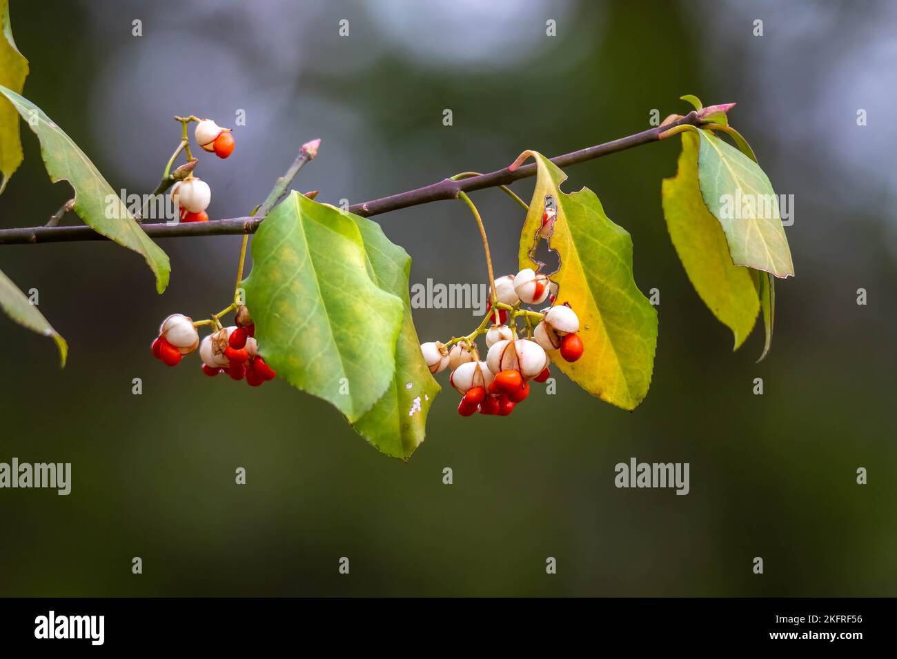 Fortune's Spindle (Euonymus fortunei) with leaves. Beautiful berries ...