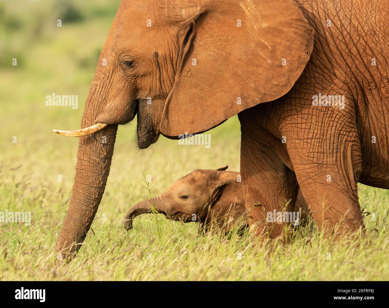 Elephant mother and her tiny calf in the long grass of Tsavo East ...