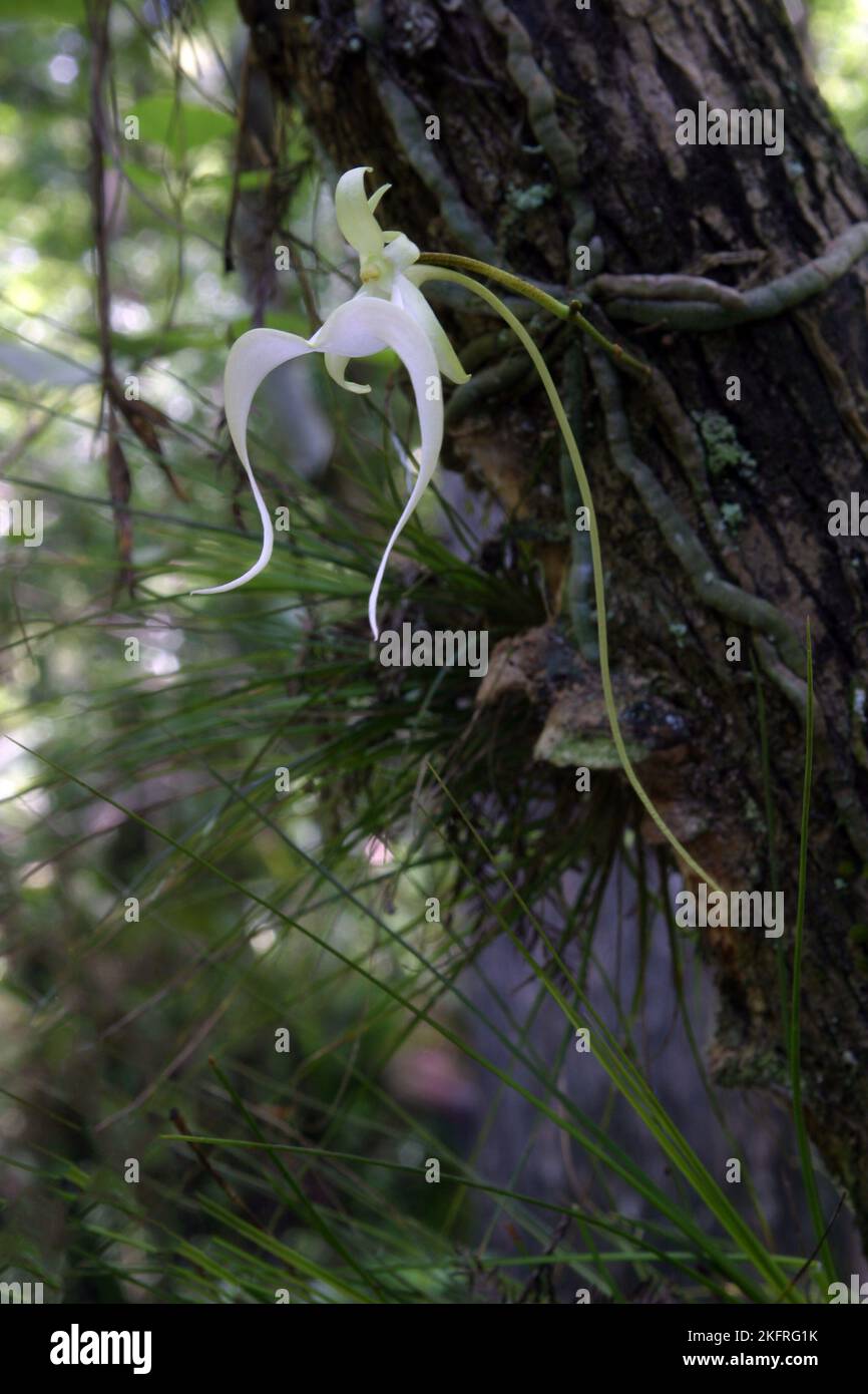 Ghost Orchid - Dendrophylax lindenii - in Fakahatchee Strand State ...