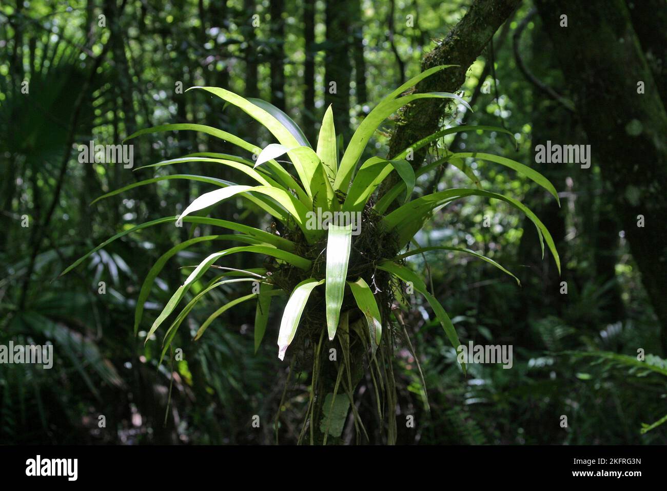 Florida fakahatchee strand state preserve hi-res stock photography and ...