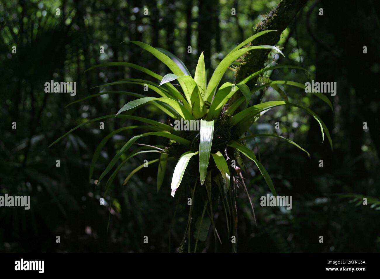 Bromeliad ecosystem hi-res stock photography and images - Alamy